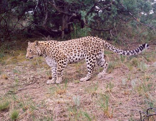 Leopard, Caucasian Mountains, Georgia