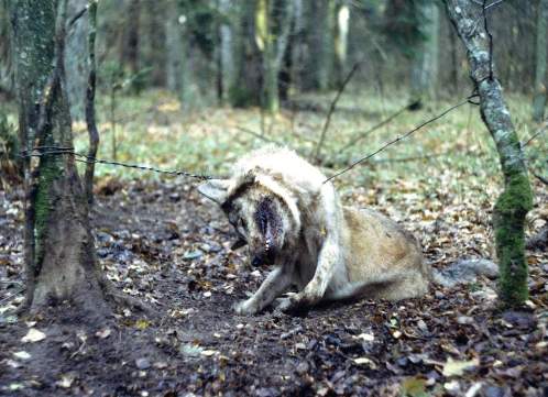 Wolf in poacher's snare, Bialowieza, Poland