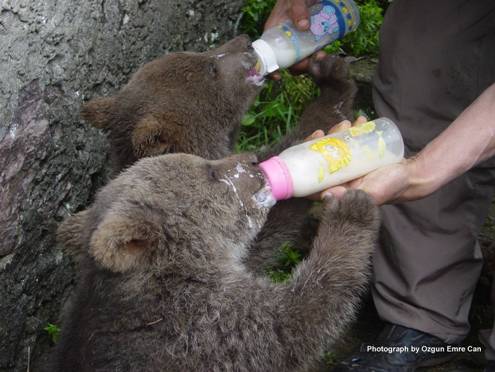 Two orphan brown bears in Turkey