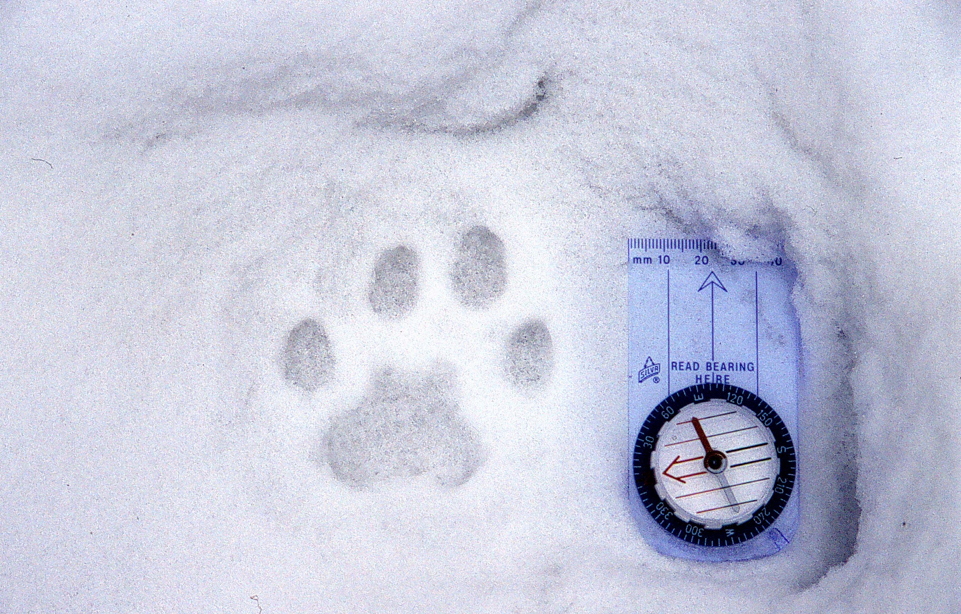 Lynx Tracks