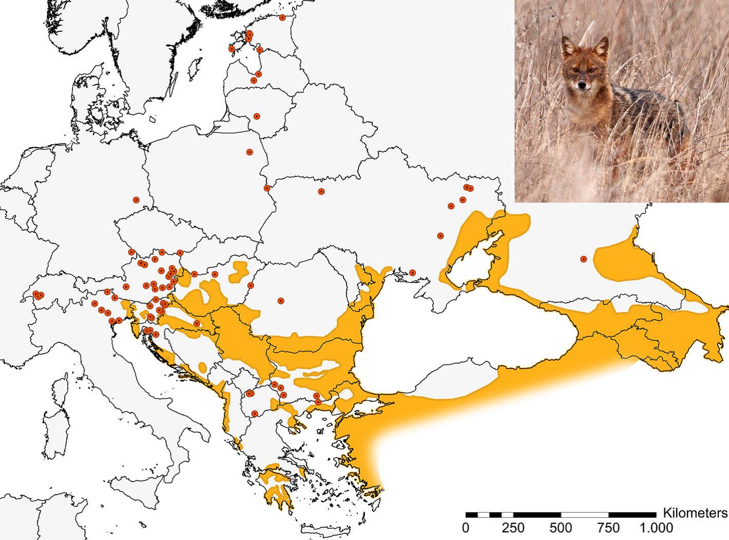 Expansion of Golden jackals across Europe creates tricky legal issues